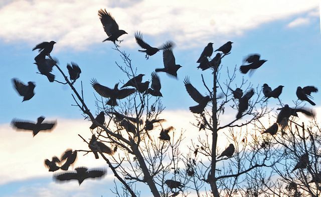 A bang and a woosh starts city crow war | News | nny360.com