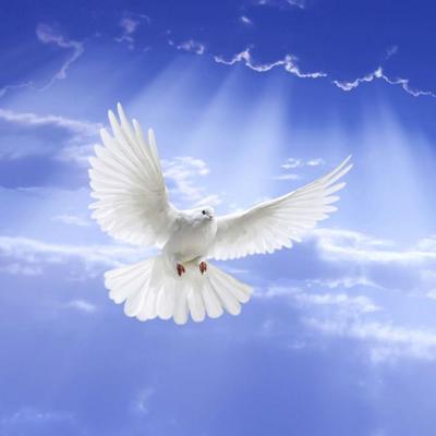 Edna M. Verrilli | Obituaries | nny360.com