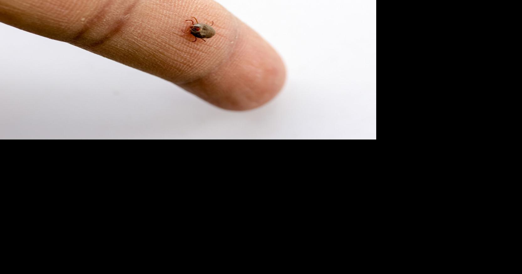 Gillibrand says ticks threaten military readiness; Fort Drum the worst ...