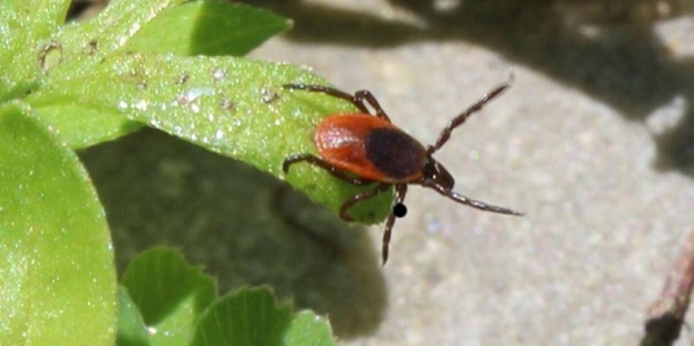 Ticks: They’re back | Health Matters | nny360.com