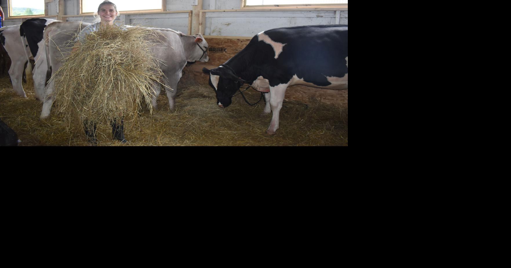 Dairy cows part of the county fair tradition | Agriculture | nny360.com