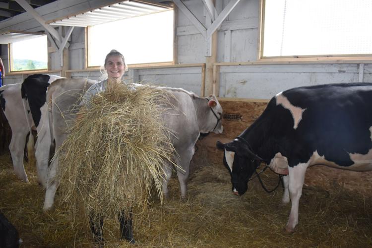Dairy cows part of the county fair tradition | Agriculture | nny360.com