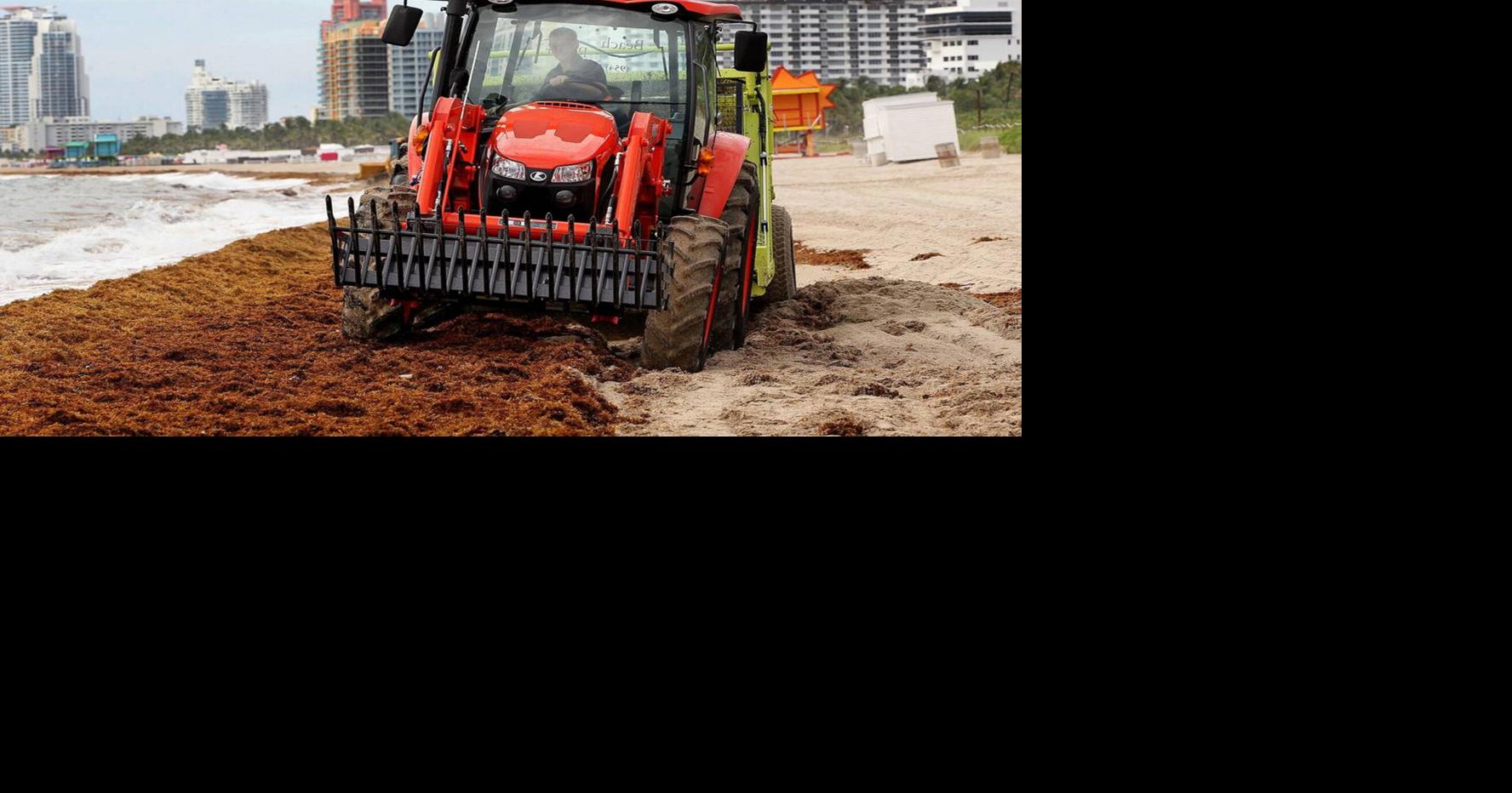 Seaweed mass expands, reaches record tonnage in Florida | News | nny360.com