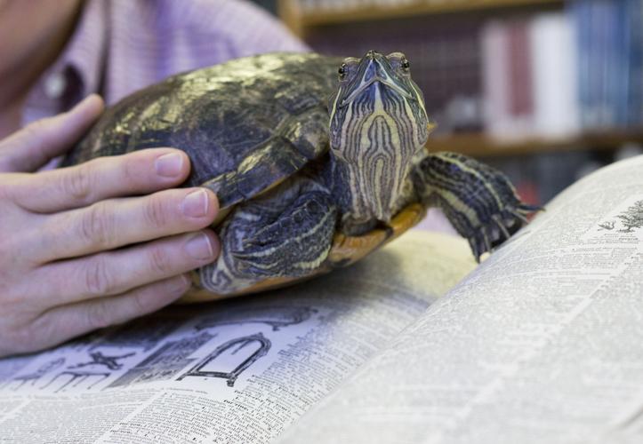 Sophie The Turtle A Success Story At Ogdensburg Library | News | nny360.com