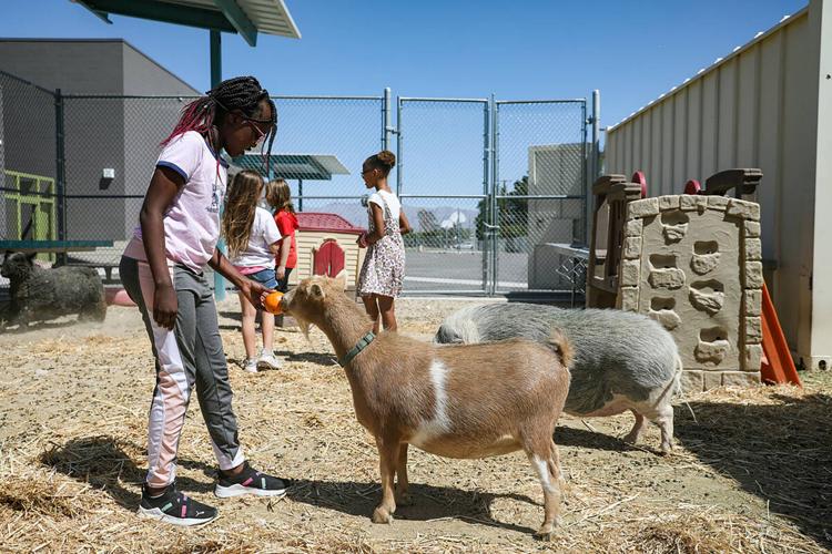 More than 150 goats live on elementary school campus | Kidscontent ...