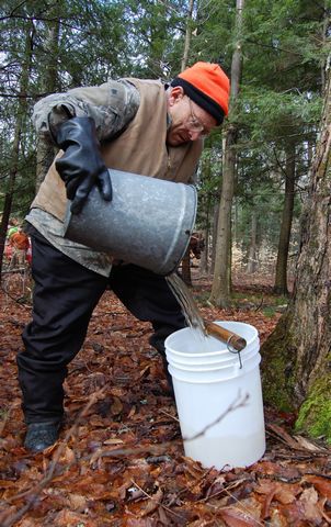 Maple producers host open houses | News | nny360.com