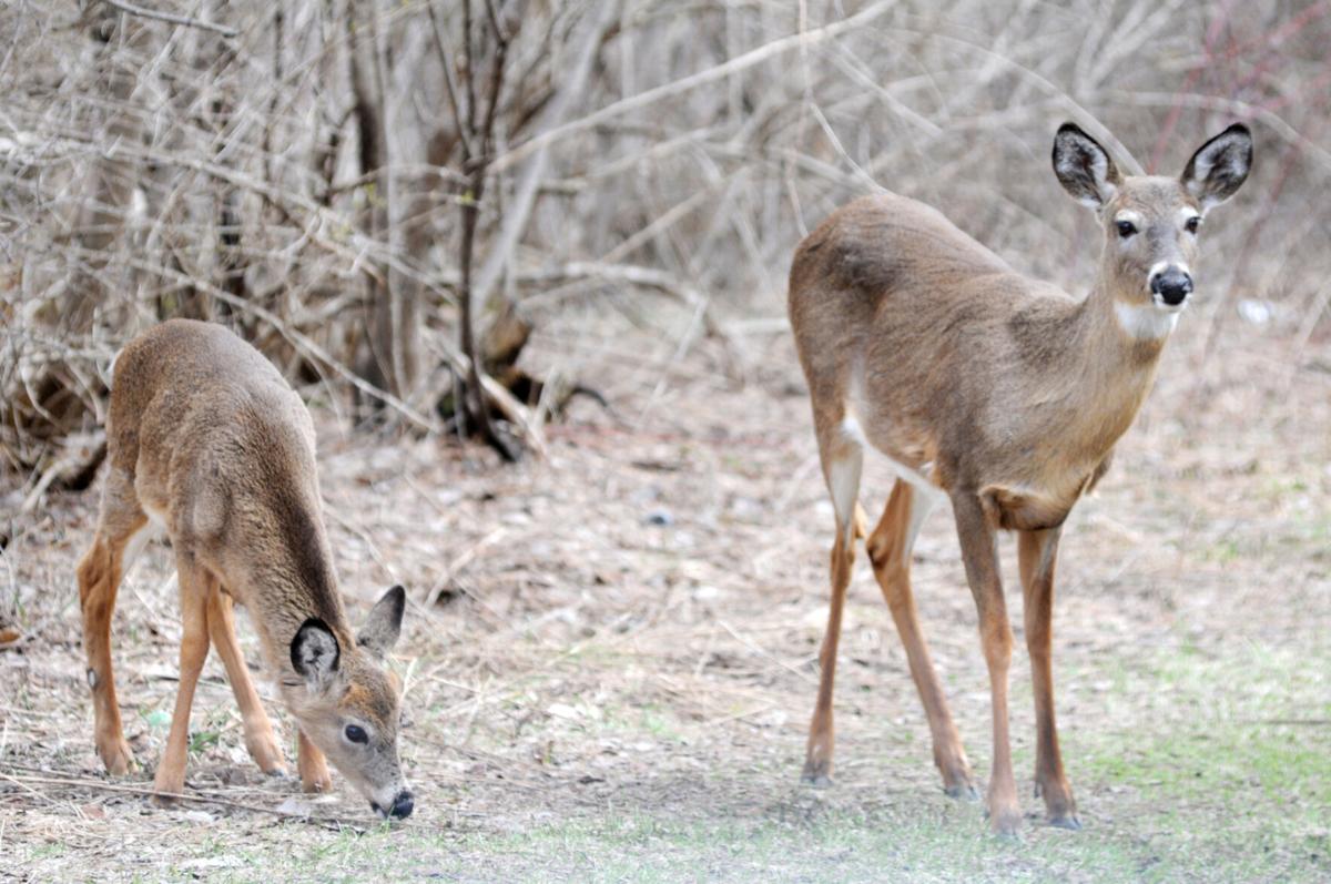 Study analyzes strategies to prevent fatal deer disease from reentering ...