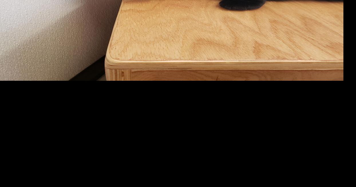 18 Potsdam Humane Society animals find new homes courtesy of SeaComm ...