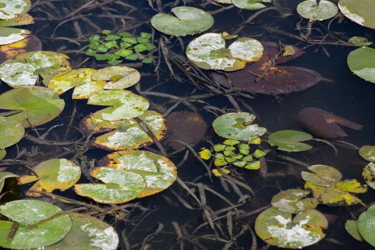 Aquatic invader: The water chestnut’s history, annual revival on New ...