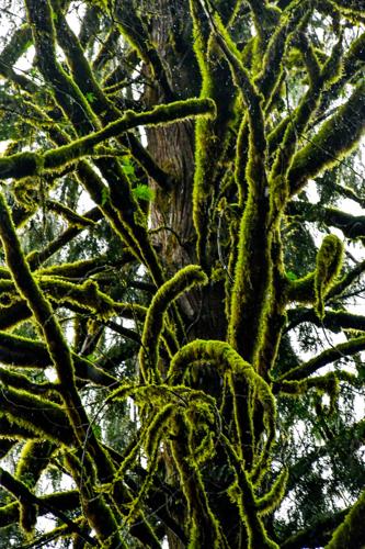 Treehouse hotel sits in an otherworldly forest near Seattle | Travel ...