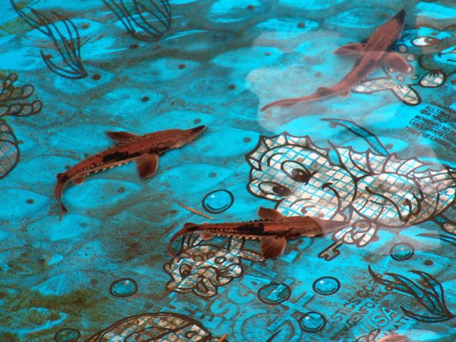 Tribe releases sturgeon into Salmon River RESTORATION PROJECT: Children ...