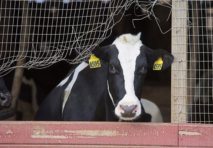 How a heat wave affects animals on the farm | | nny360.com