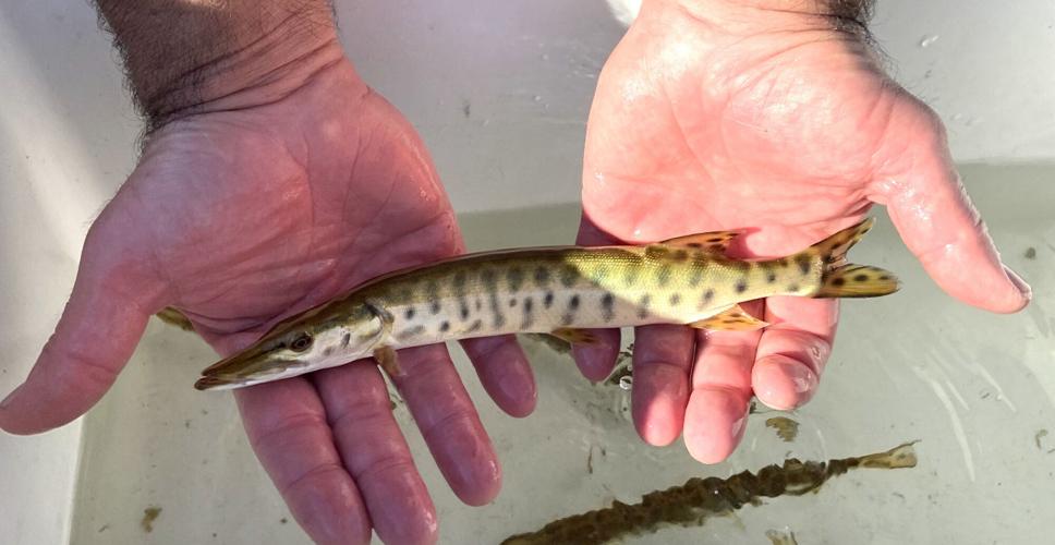 The mighty St. Lawrence muskie has helping hands for rebound ...
