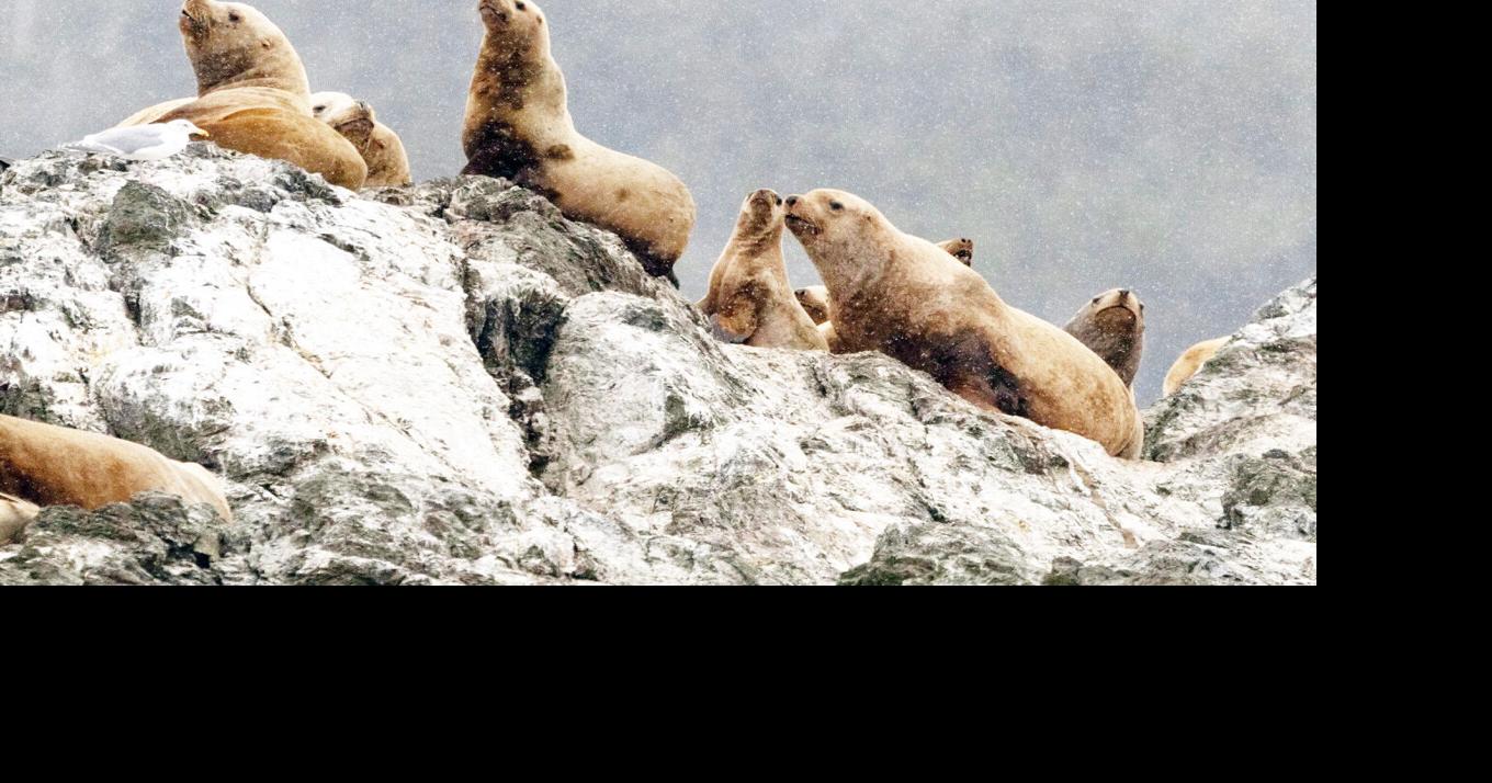 Sea lions, seals might be hampering Washington salmon recovery | News ...