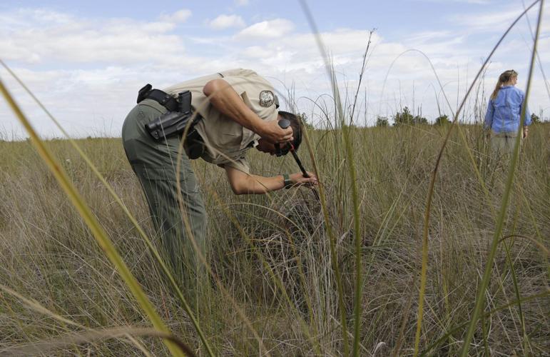 A sneaky snake: Teams hunt for rock pythons in Everglades | News ...