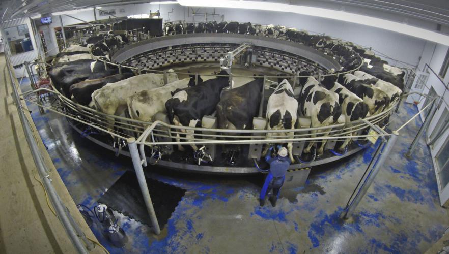 Carousel Milking | News | nny360.com