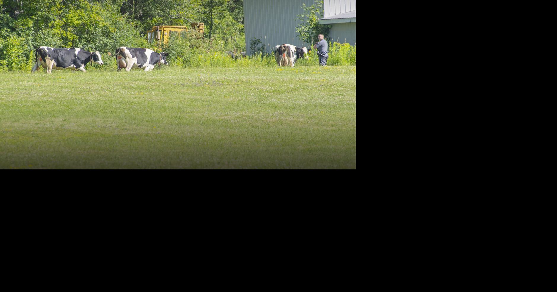 PHOTO: Police round up wayward cows | Agriculture | nny360.com