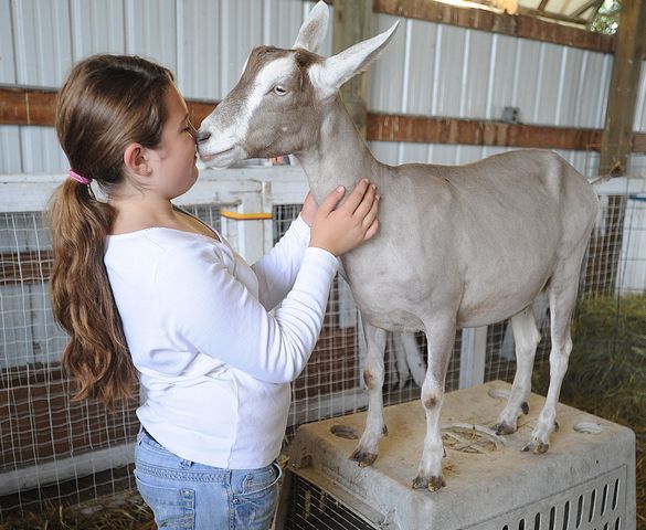 Goat Show Highlights Tuesday At Gouverneur & County Fair Goats take ...