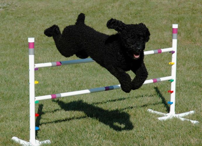 4 dog breeds join the AKC Two beg to be adopted by families, while ...