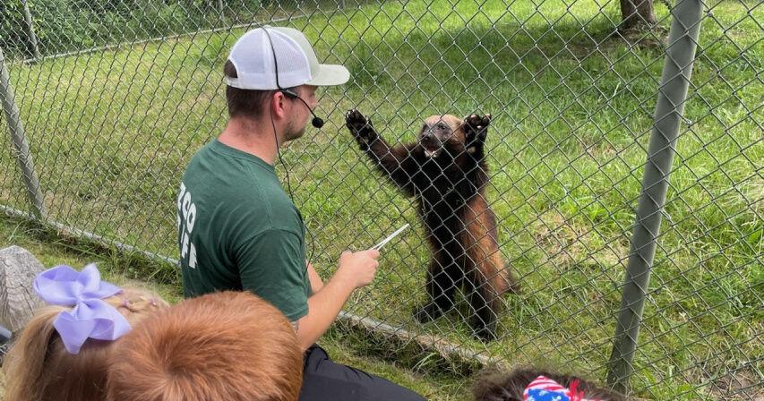 Meet Abisko the wolverine, Zoo New York’s newest exhibit | Kidscontent ...