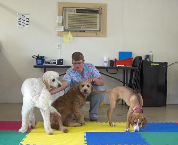 Degrees for dogs at Canine College | News | nny360.com