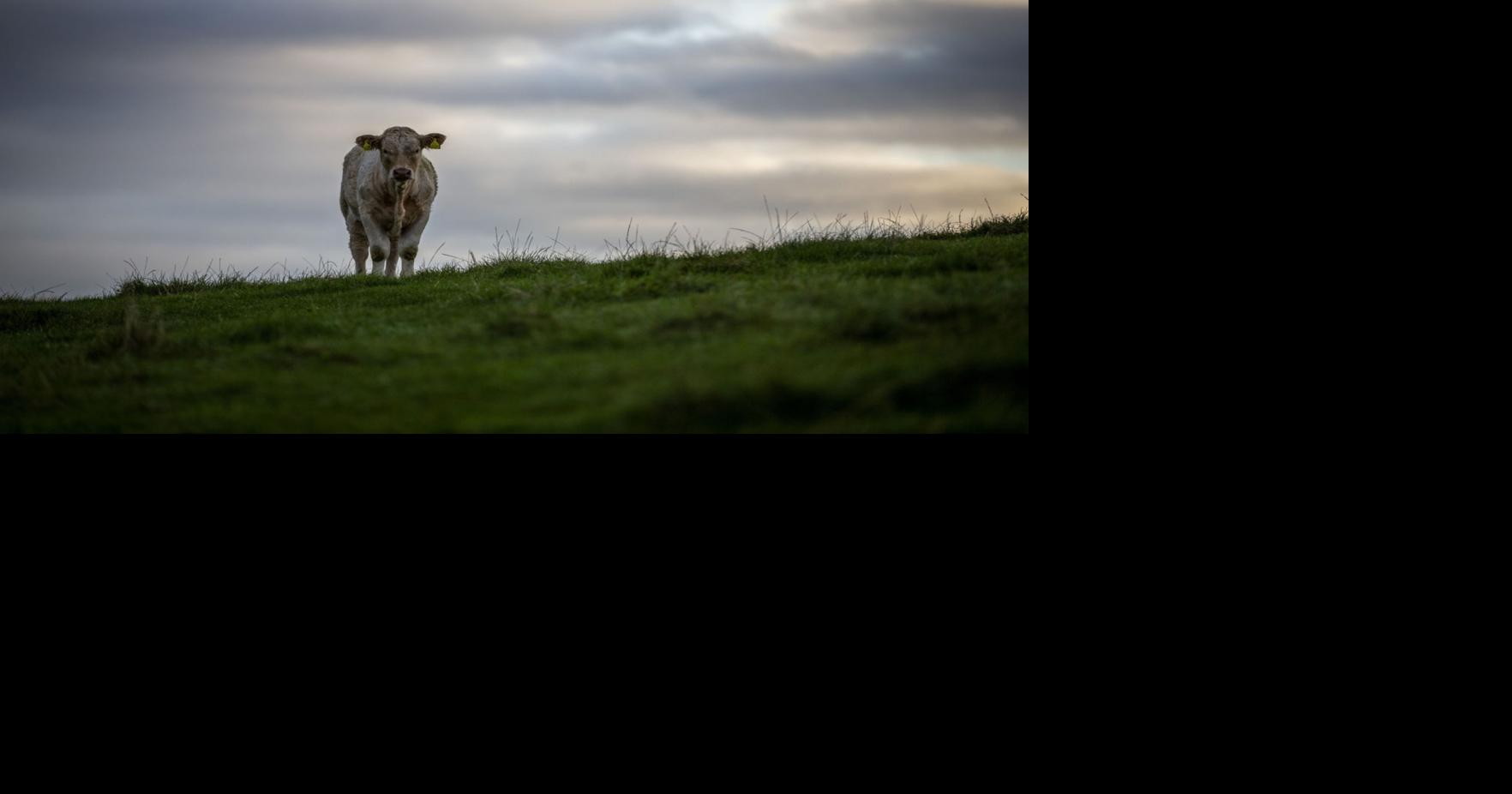 Burping cows can now join carbon-offset market | Agriculture | nny360.com