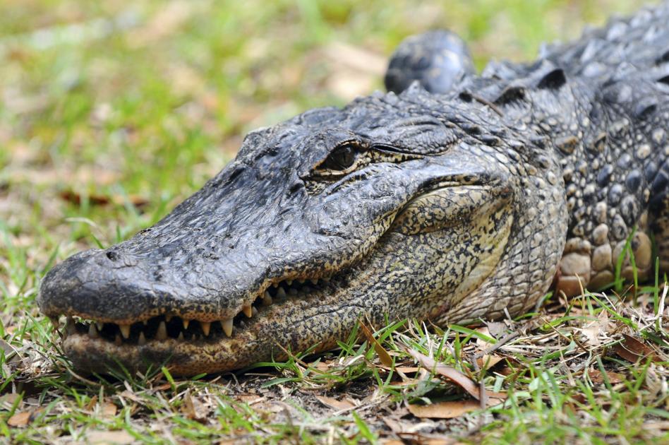 Gators vs. crocs: key differences | News | nny360.com
