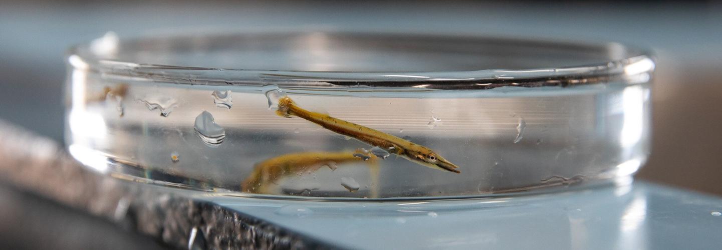 The mighty St. Lawrence muskie has helping hands for rebound ...