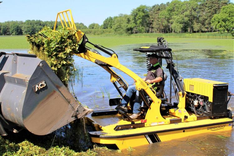 Water chestnut removal effort planned in Heuvelton Aug. 5 | Community ...
