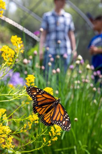 Zoo New York Butterfly House opens Saturday | Kidscontent | nny360.com