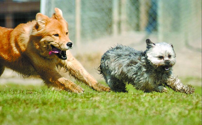 Good dogs! | Arts and Life | nny360.com