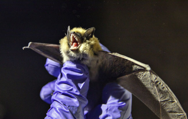 Saving the bats, one cave at a time | Nation | nny360.com
