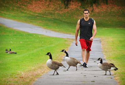 Goose steps | News | nny360.com