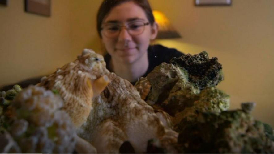 Was Heidi the octopus really dreaming? | News | nny360.com