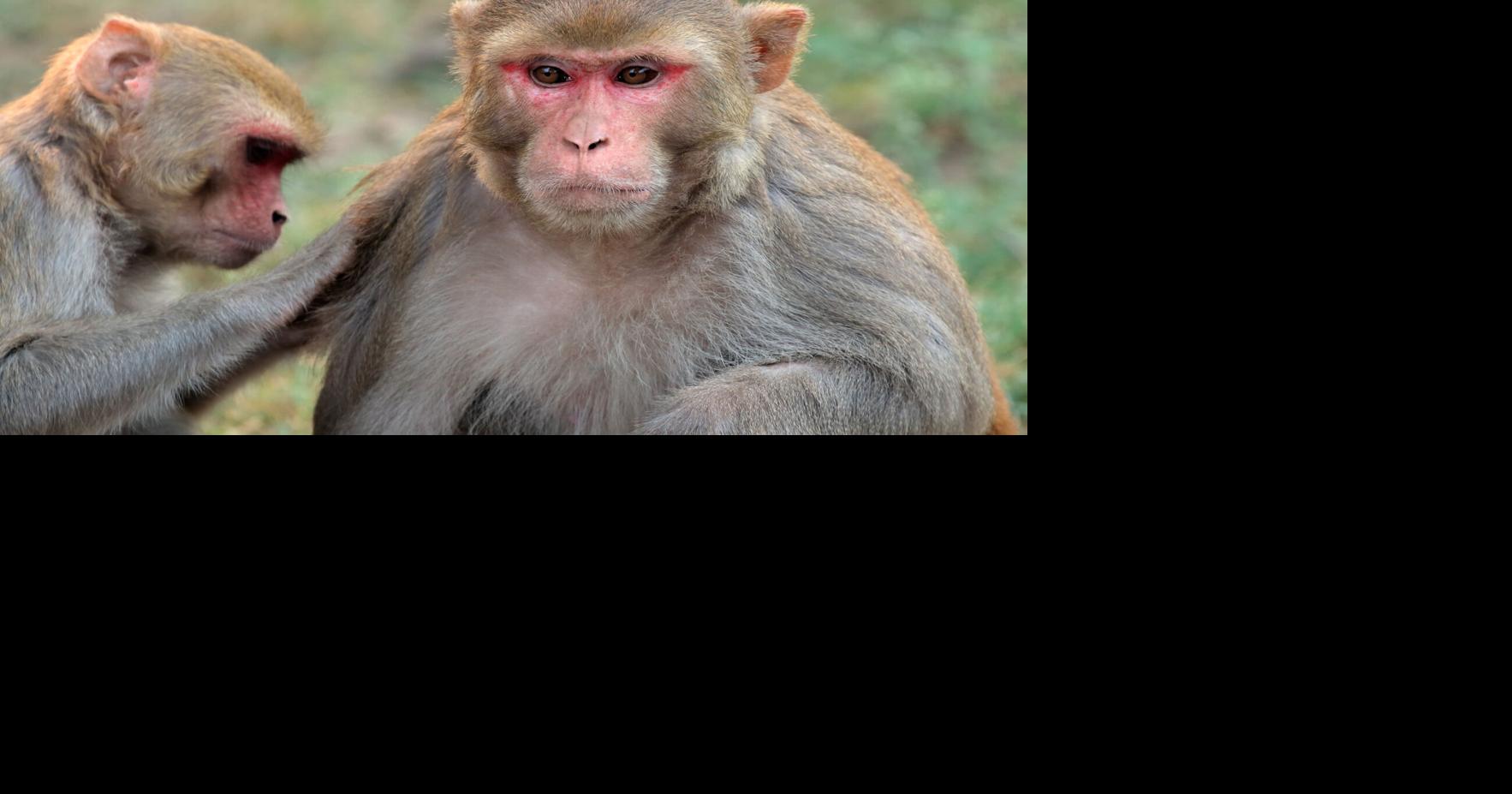Scientists studying rhesus monkeys find benefits to same-sex ...