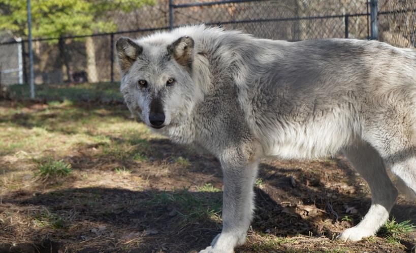 State museum researchers confirm rare, documented case of wild gray ...
