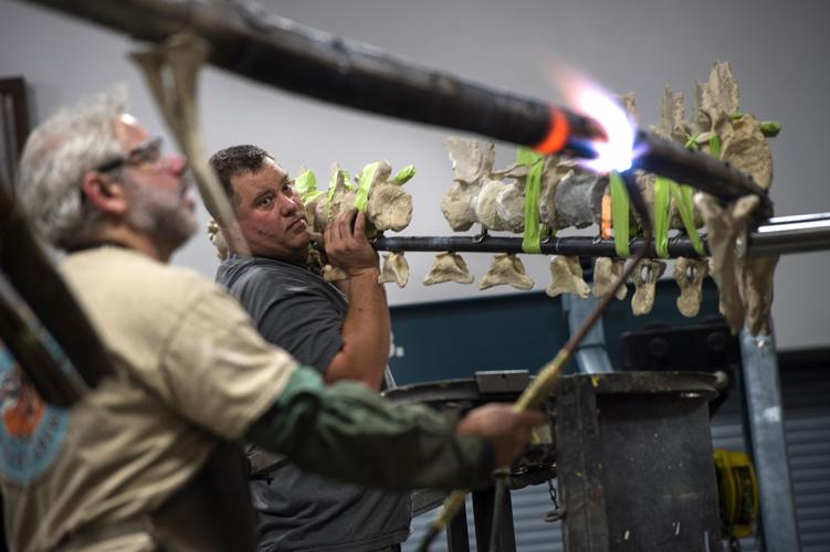 ‘Nation’s T. rex’ stands upright for first time in 65 million years ...