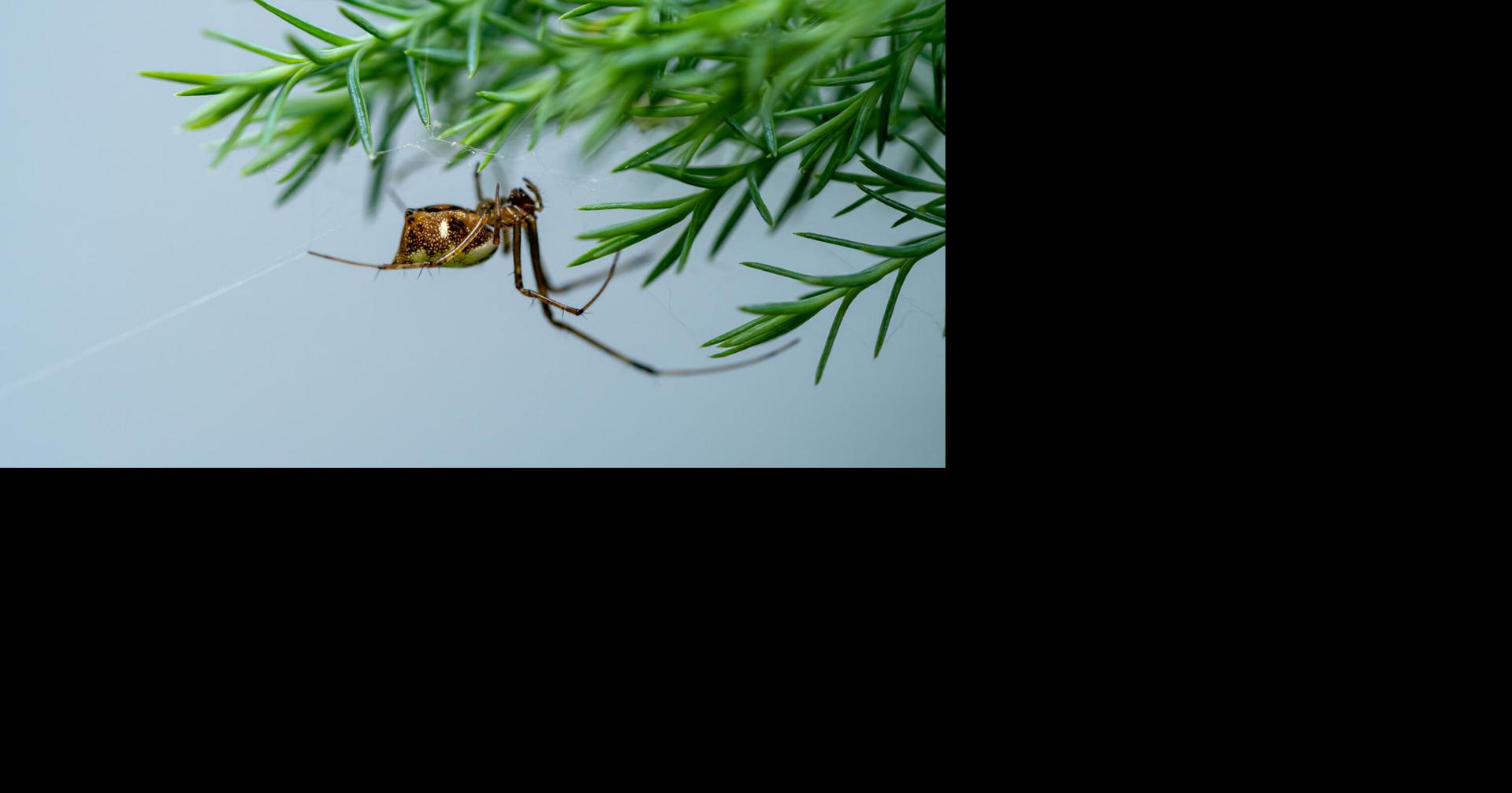 Huge parachuting joro spiders may hit New York this summer | Top ...