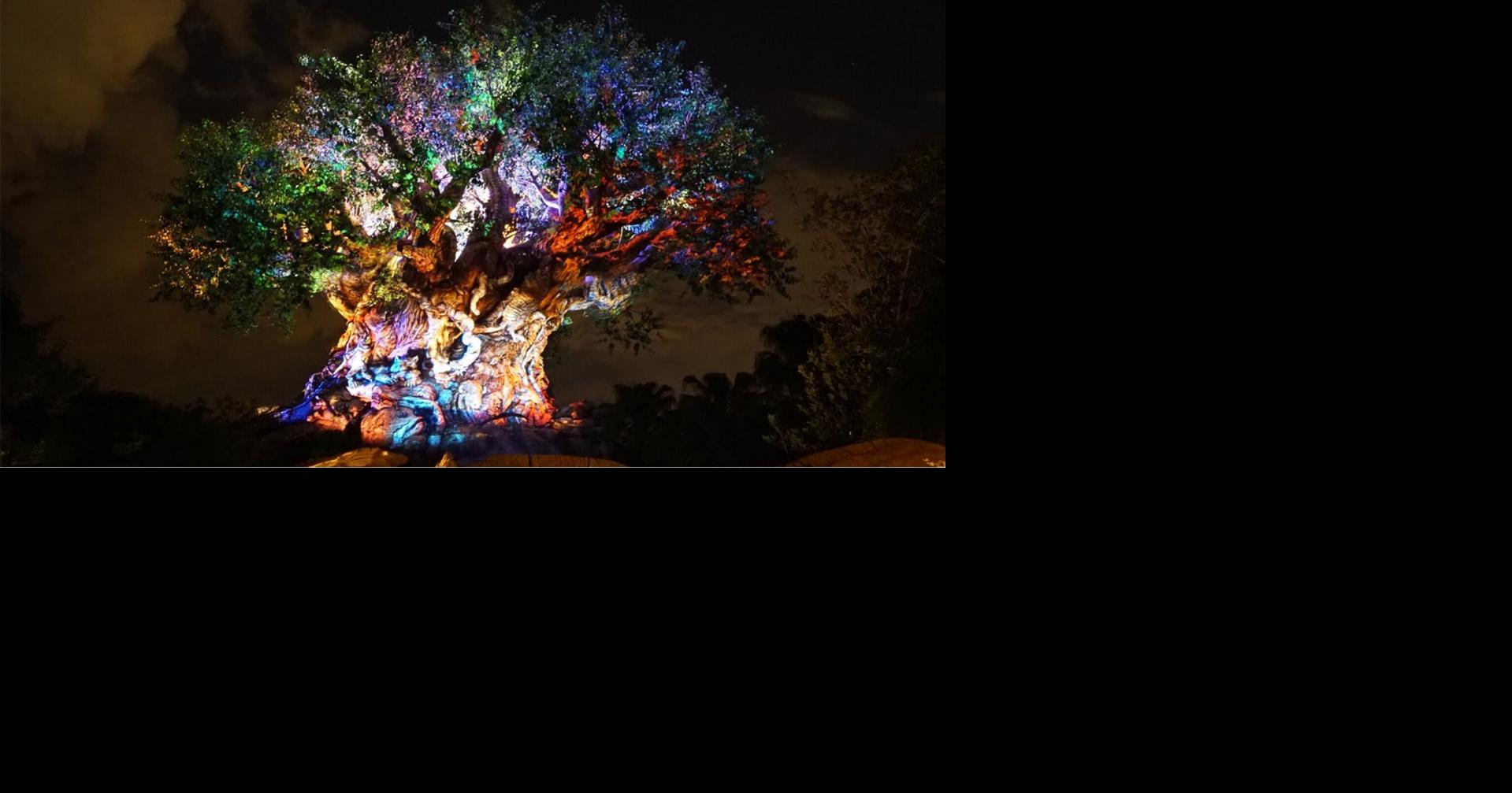 National Geographic show gives viewers inside look at Disney’s Animal ...