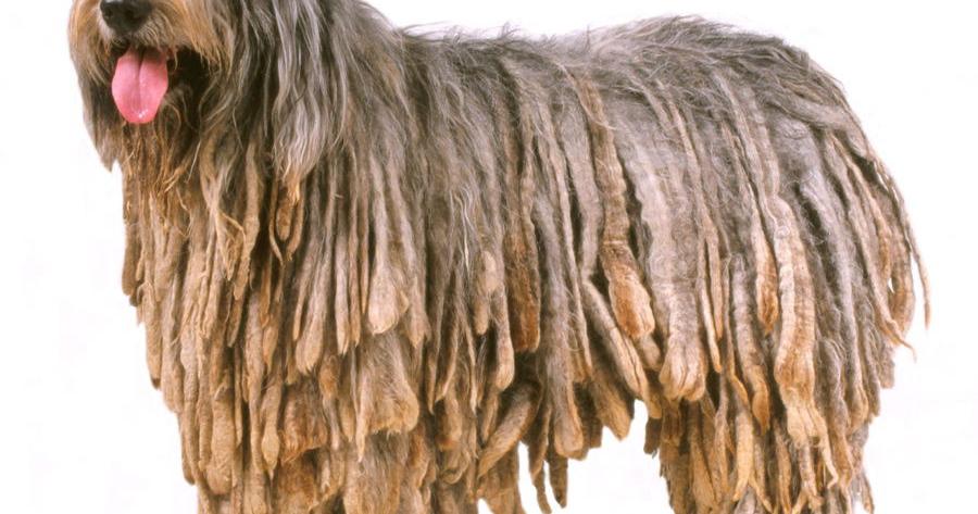 4 dog breeds join the AKC Two beg to be adopted by families, while ...