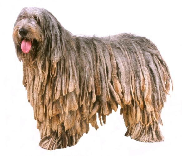 4 dog breeds join the AKC Two beg to be adopted by families, while ...