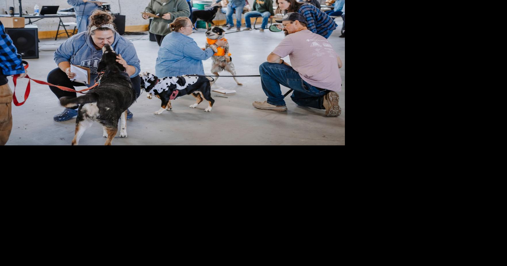 A howling good time at the Mutt Strut | Community Giving | nny360.com