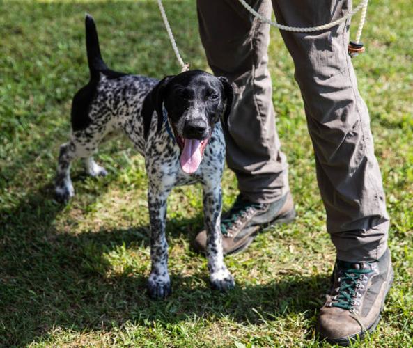 Webfoot Outdoors and kennel facility a net gain for dogs, hunters | Top ...