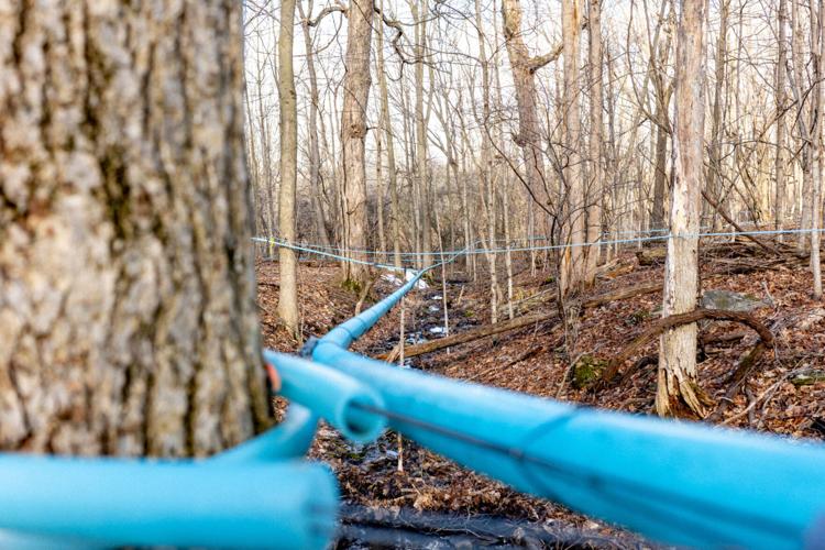 Sweet open houses start Saturday for north country Maple Weekends ...