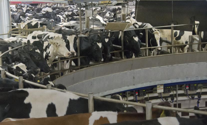 Carousel Milking | News | nny360.com