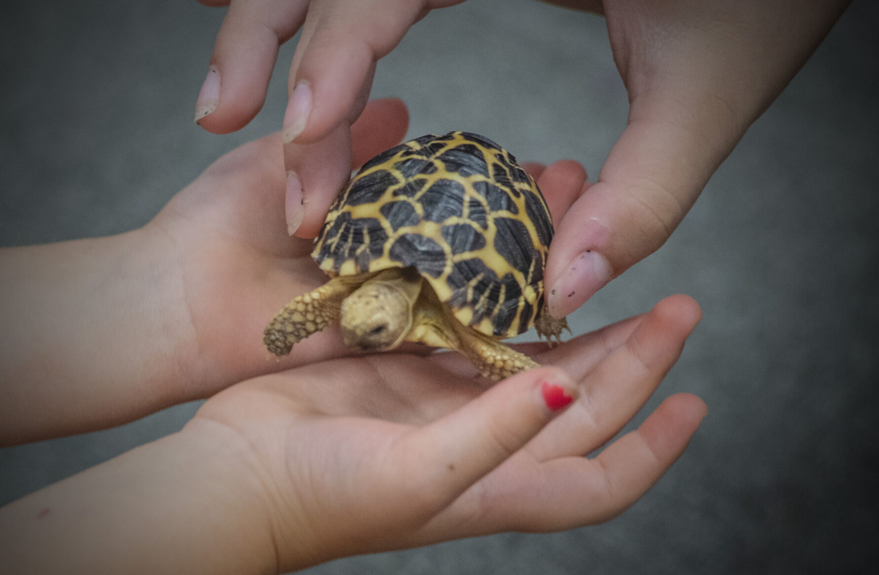 Lizard Lady shares love of reptiles with children in Potsdam program ...