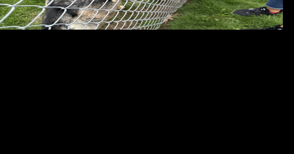 Schools donating to Jefferson County SPCA | Kidscontent | nny360.com