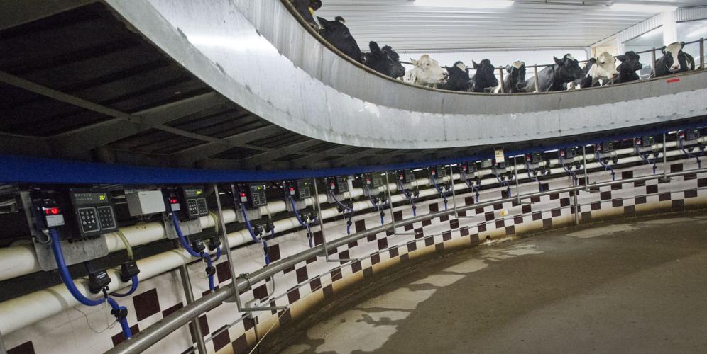 Carousel Milking | News | nny360.com