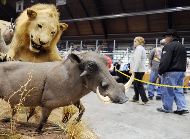 Sportman’s Expo fills Massena Arena | News | nny360.com