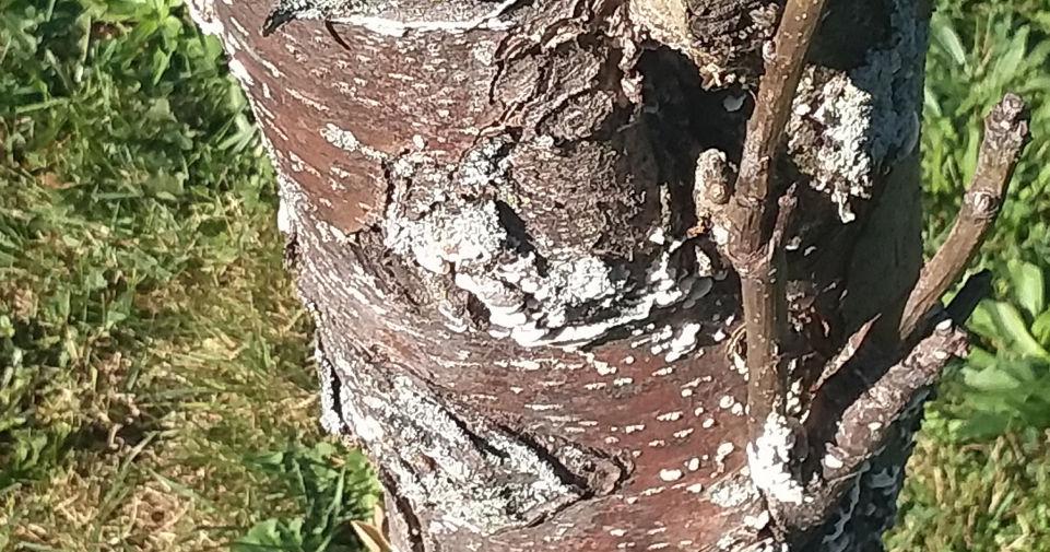 Pear tree in peril due to blight | Arts and Life | nny360.com